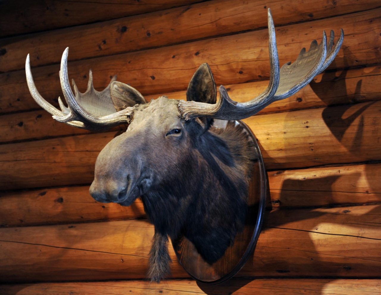 Moose Mounts Taxidermy - Aberdeen, MD | Rack Shack Taxidermy